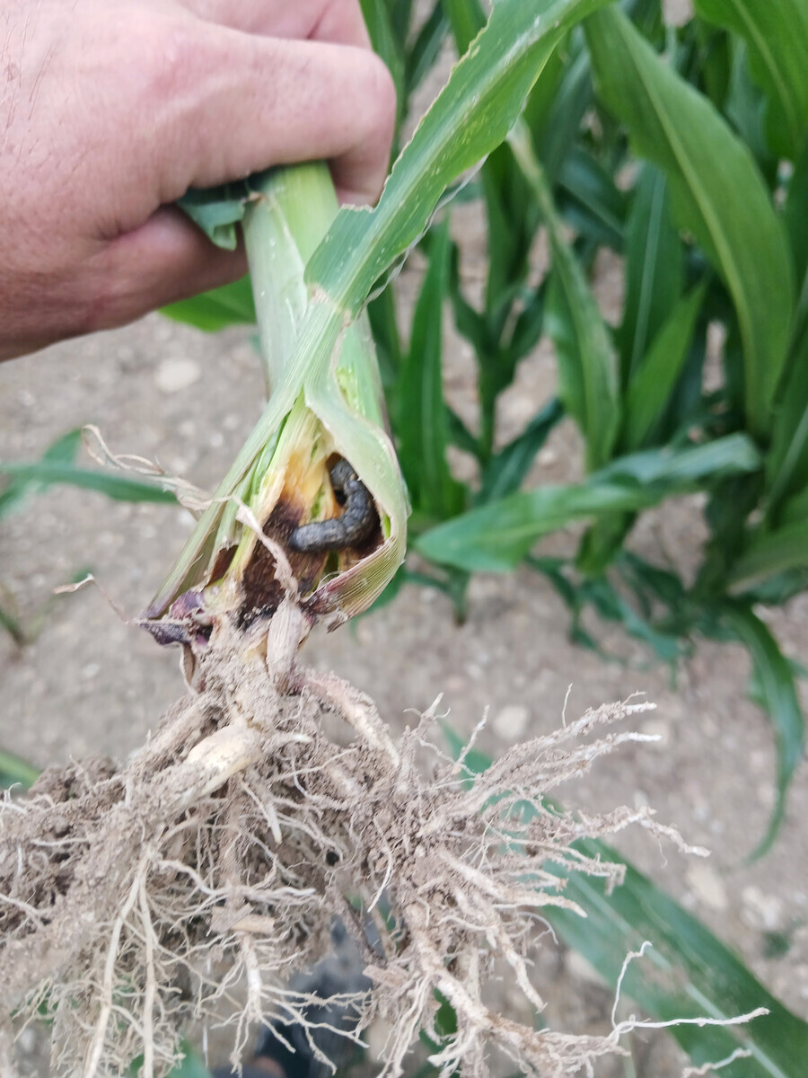 Emma zoug sex her performance was to a finish line I think