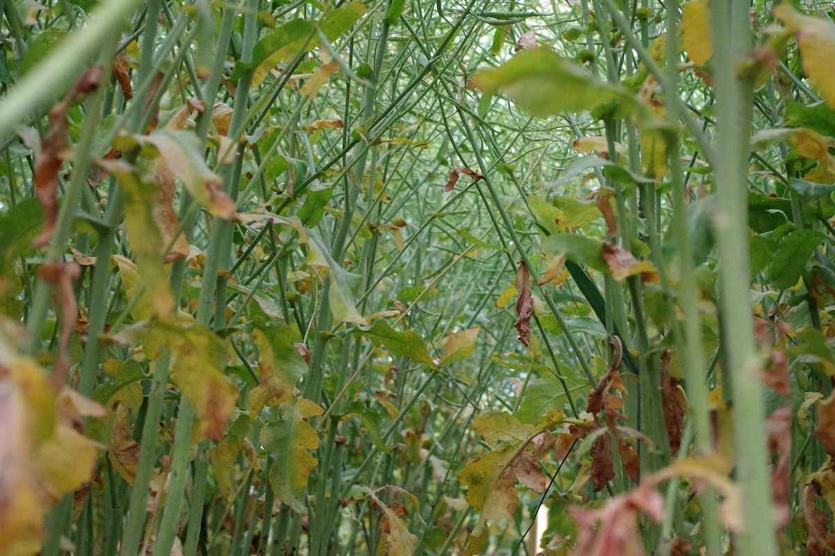 Pilz schützt Raps vor Kohlhernie :: BWagrar - - BWagrar