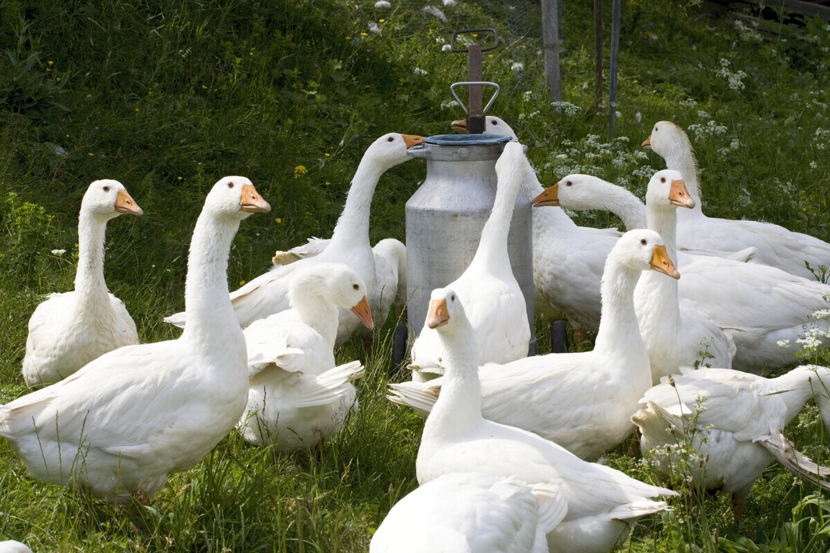 Aviäre Influenza: FLI führt Impfstudie an Gänsen durch :: BWagrar ...