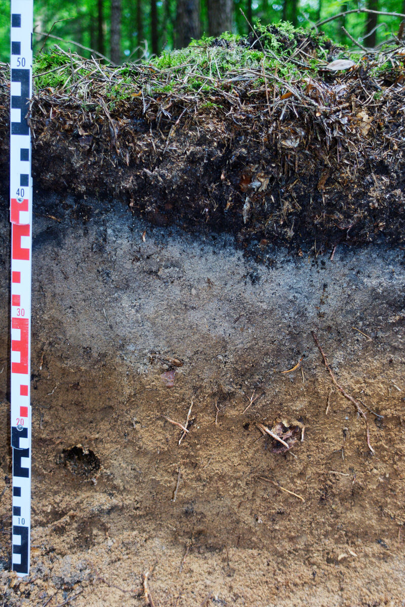 Podsol - Ungünstig für den Ackerbau :: BWagrar - - BWagrar