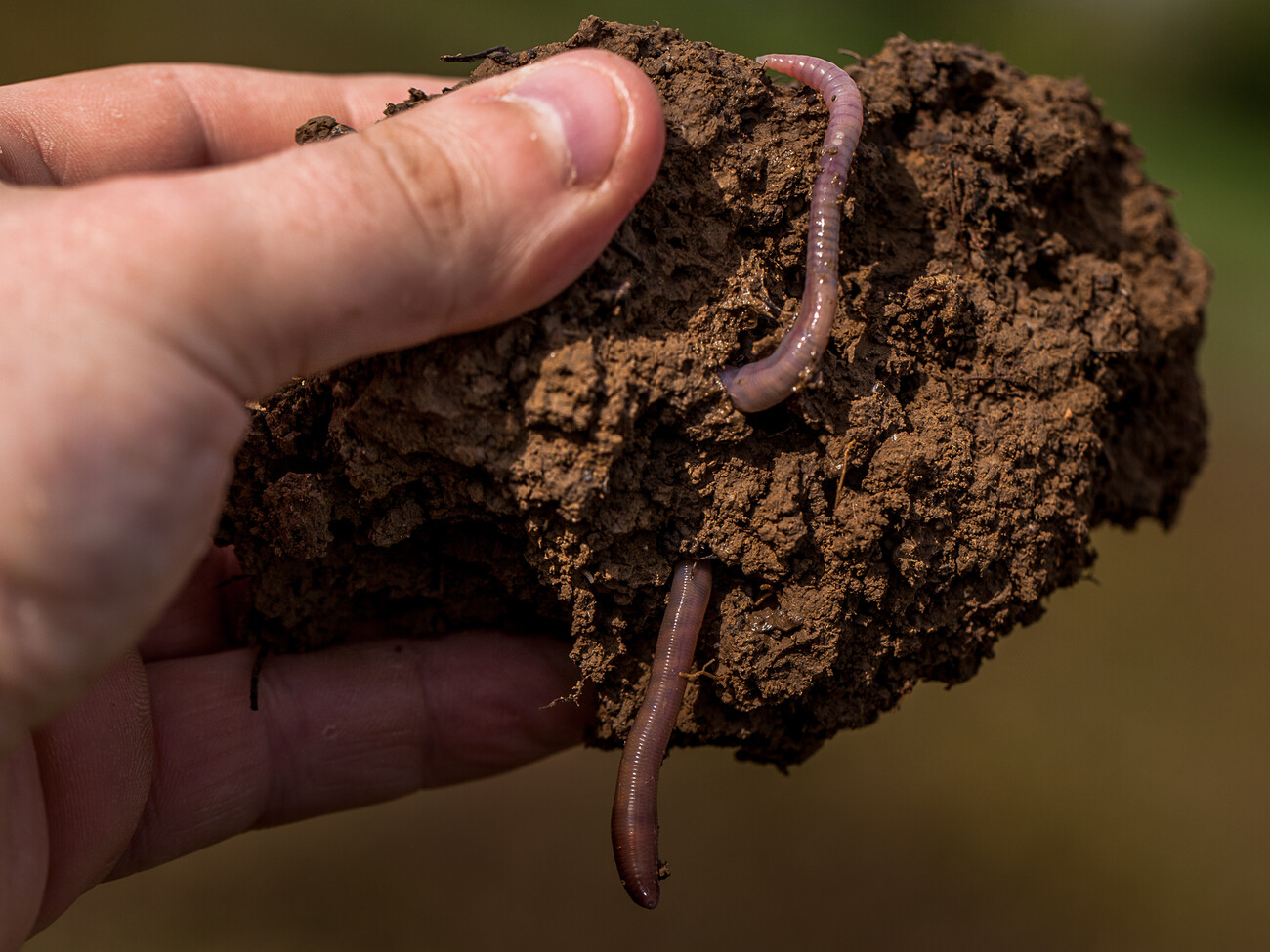 So läuft die Humifizierung ab :: BWagrar - - BWagrar
