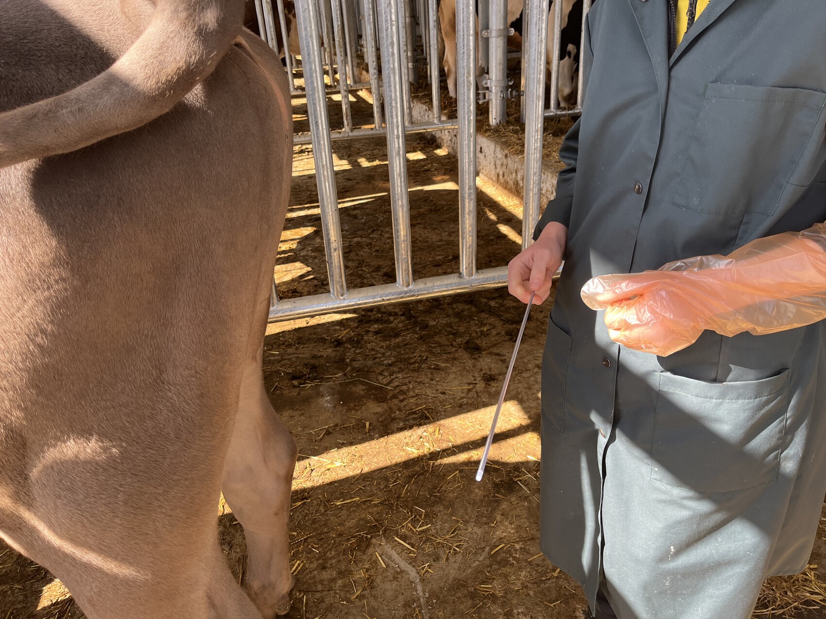 Besamungstechnik: Neues Serviceangebot am Start :: BWagrar - - BWagrar