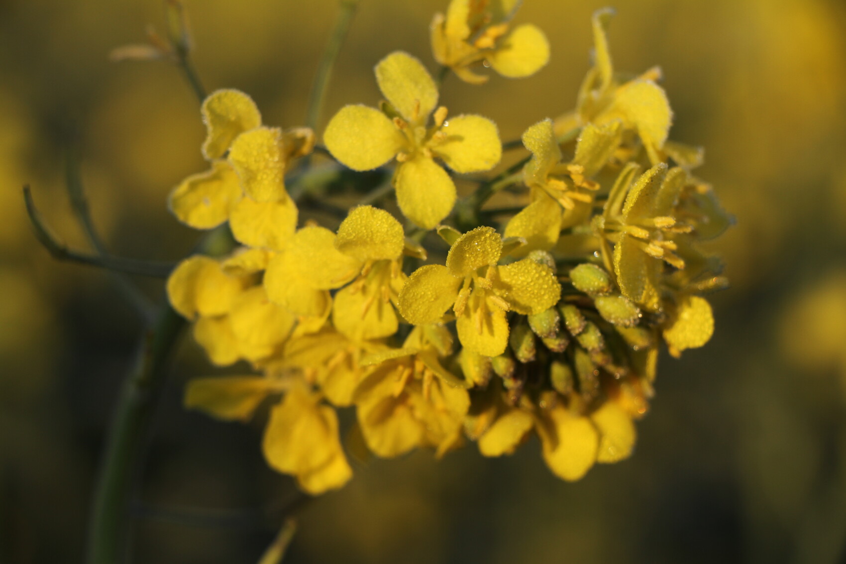 Raps: Gegen Kamille, Kornblume und Distel vorgehen :: BWagrar - - BWagrar
