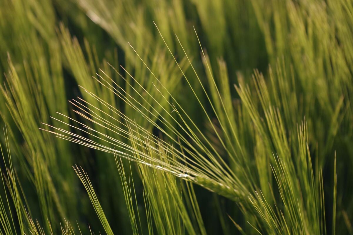 Ramularia-Notfall in Gerste: Zulassungen nach Artikel 53 :: BWagrar ...