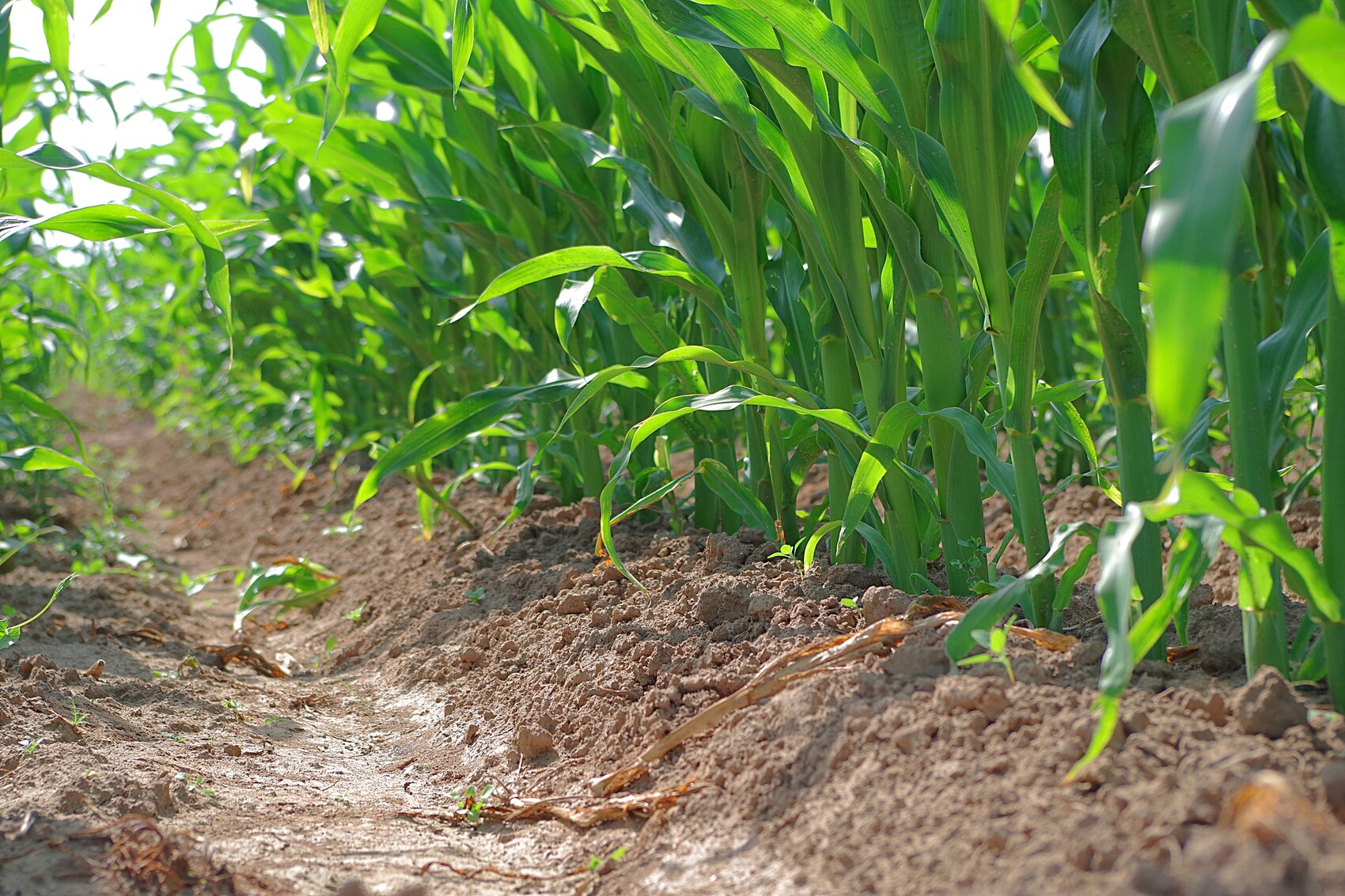 Fünf Tipps für tollen Bio-Mais :: BWagrar - - BWagrar